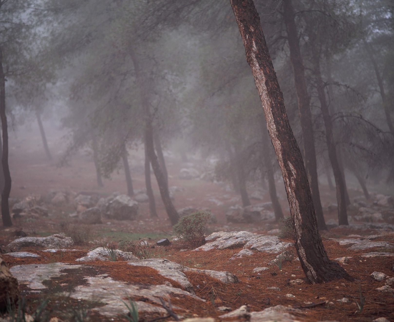 Assaf-Shoshan-Yatir-Forest-1.jpg